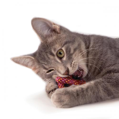 DAD-WAY デンタル・プレッツェル | wancom