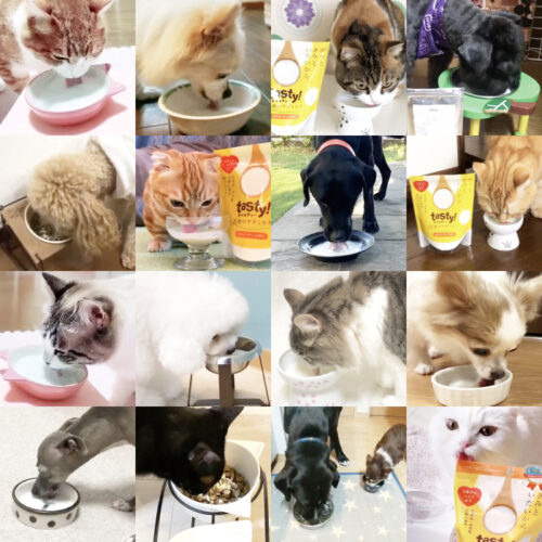 wancom tasty! 天使のヤギミルク 80g | wancom